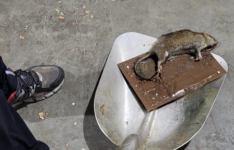 "Des rats aussi gros que des chats" : l’inquiétude des salariés du ...