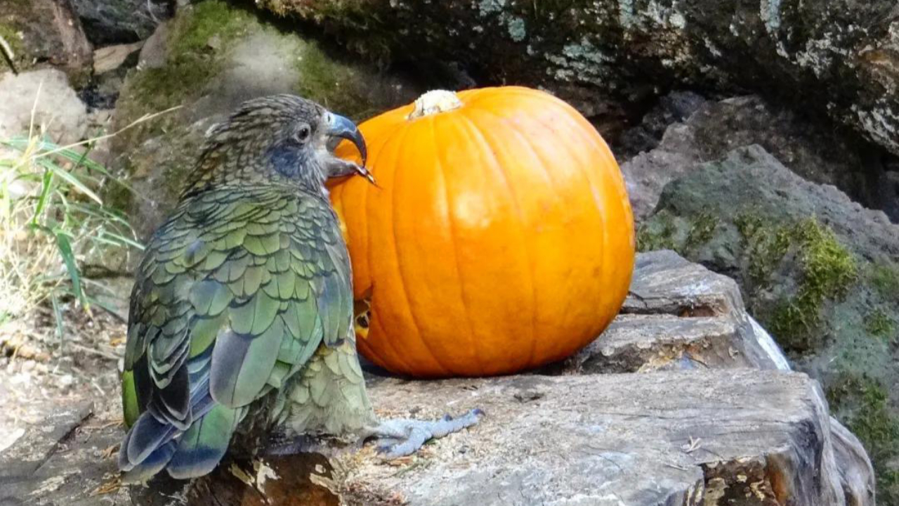 Villars-les-Dombes : le Parc des Oiseaux fête Halloween avant de ...