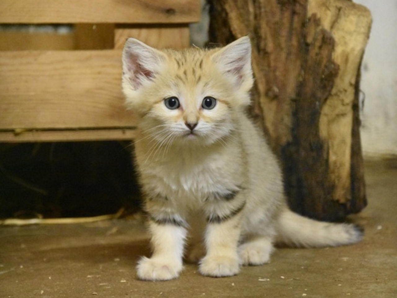 Naissance de quatre chats des sables au zoo de Lyon