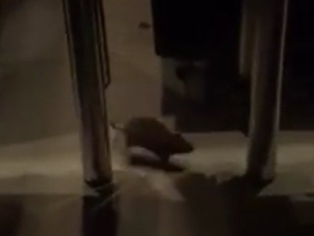 Lyon : un rat, filmé dans le Mc Do Bellecour, affole Internet