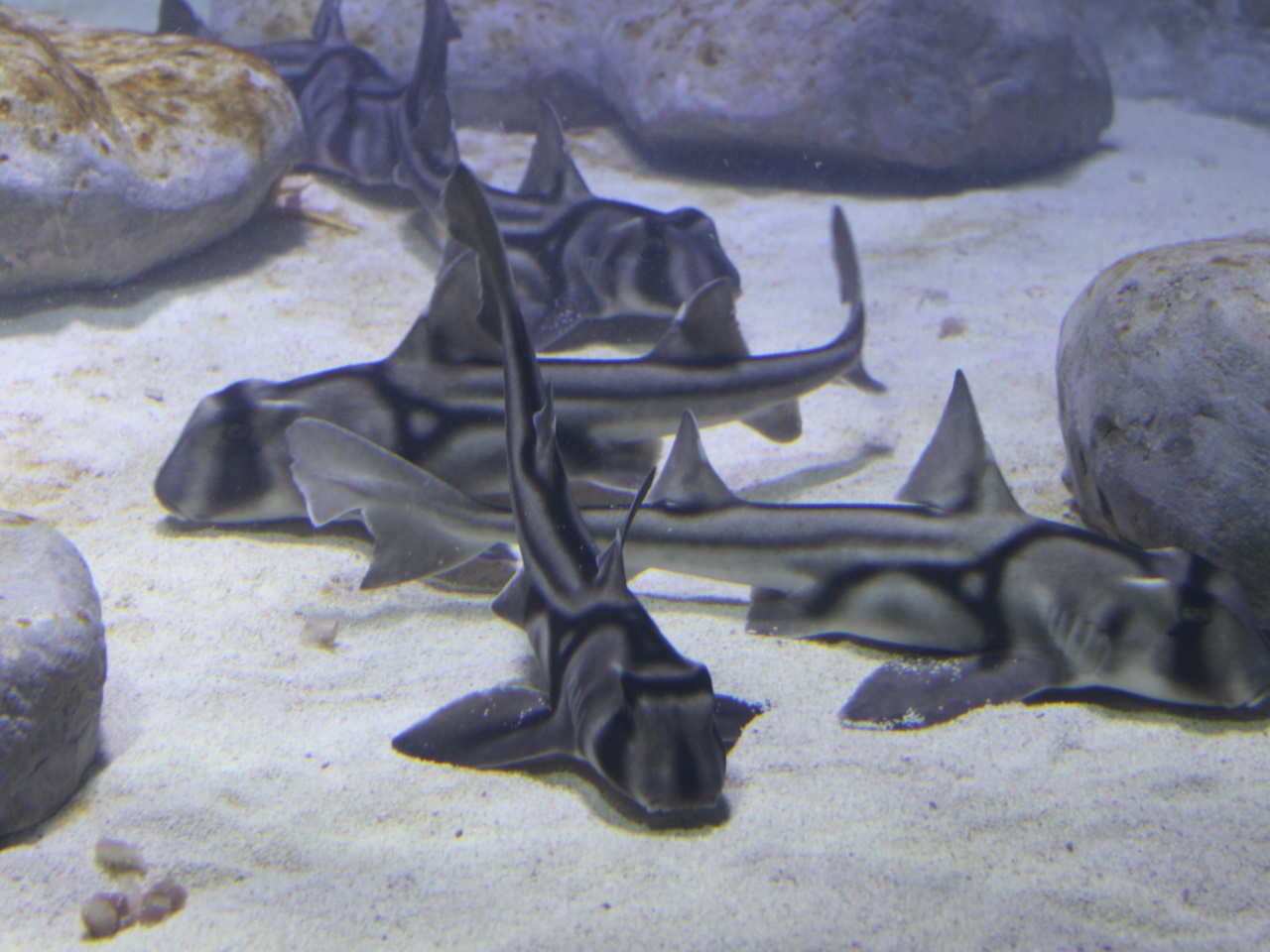 Une nouvelle espèce de requin accueillie à l’Aquarium de Lyon