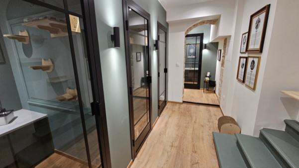 Une première à Lyon : un hôtel 5 étoiles pour chats ouvre ses portes