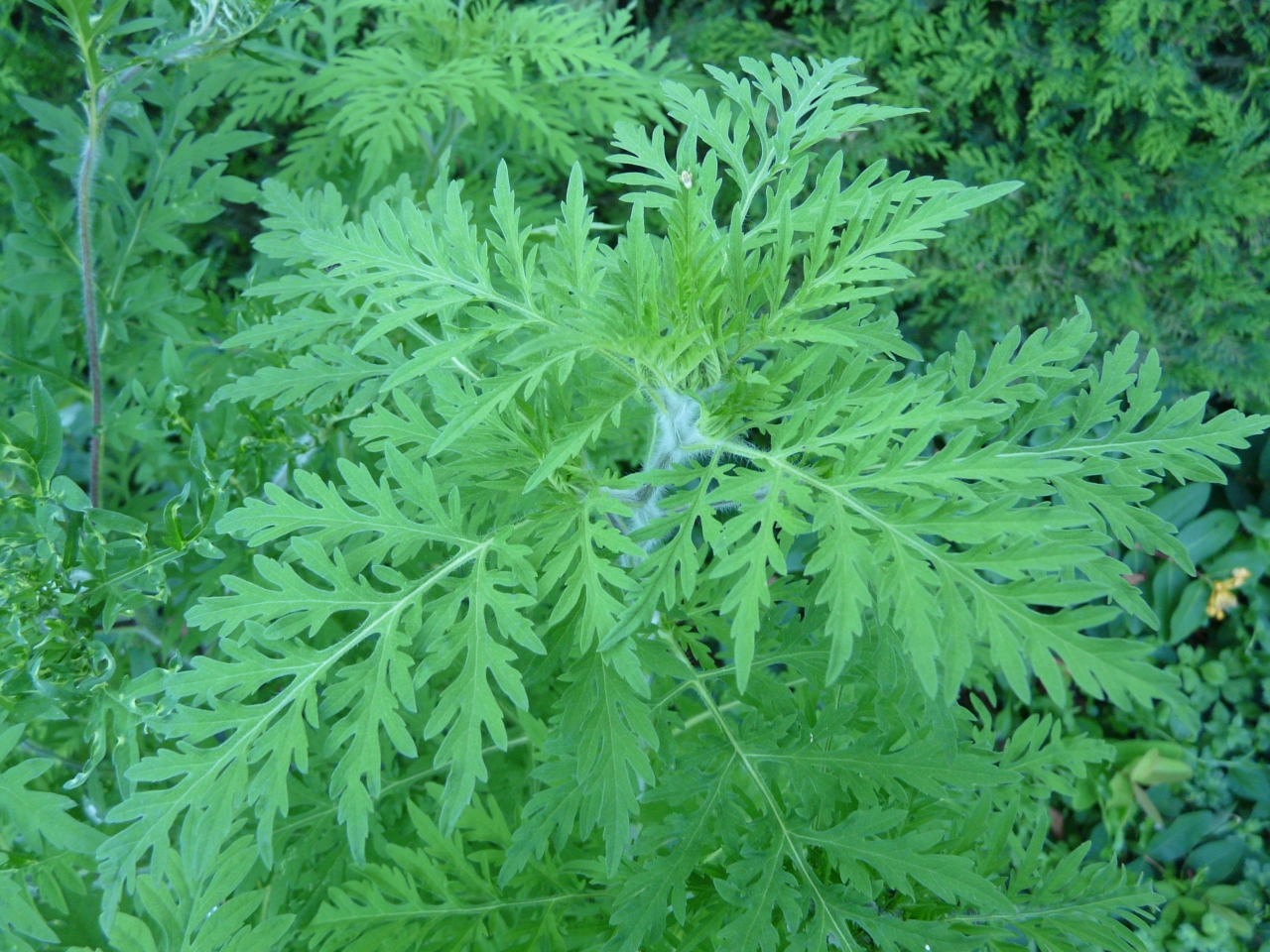 Allergie ambroisie lyon - consio80bangre