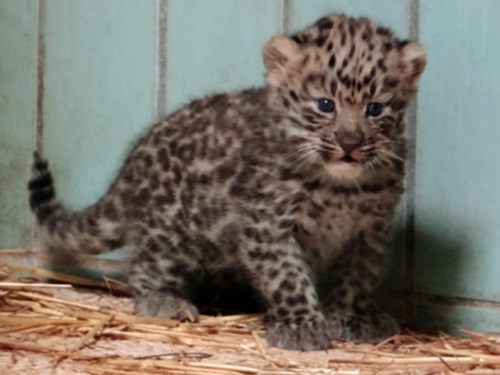 Bébé panthère de l’Amour à Lyon : son prénom dévoilé le 4 novembre