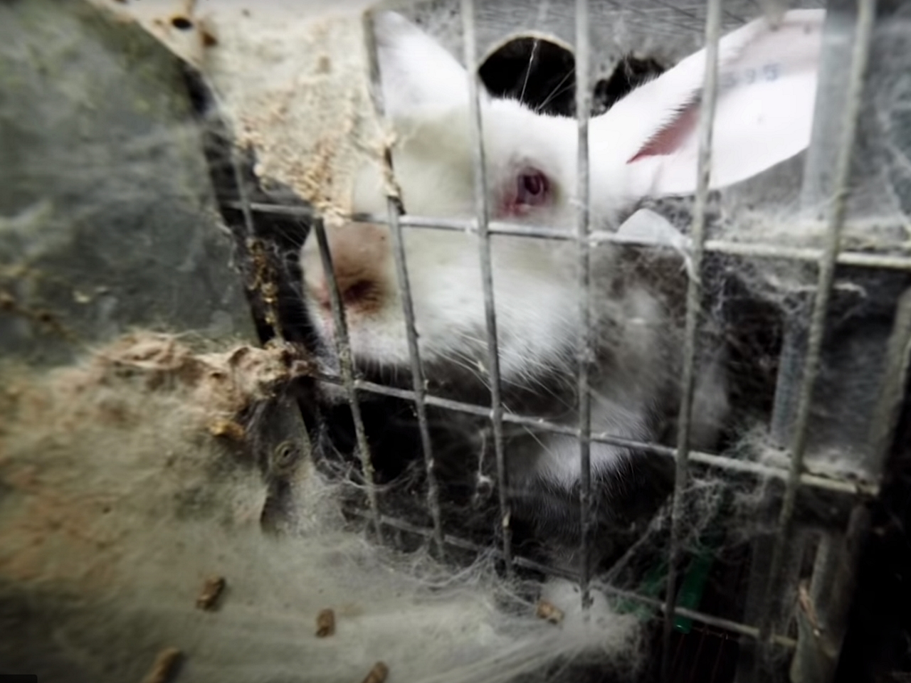 L214 épingle un éleveur de lapins à la veille d’une possible sortie de ...
