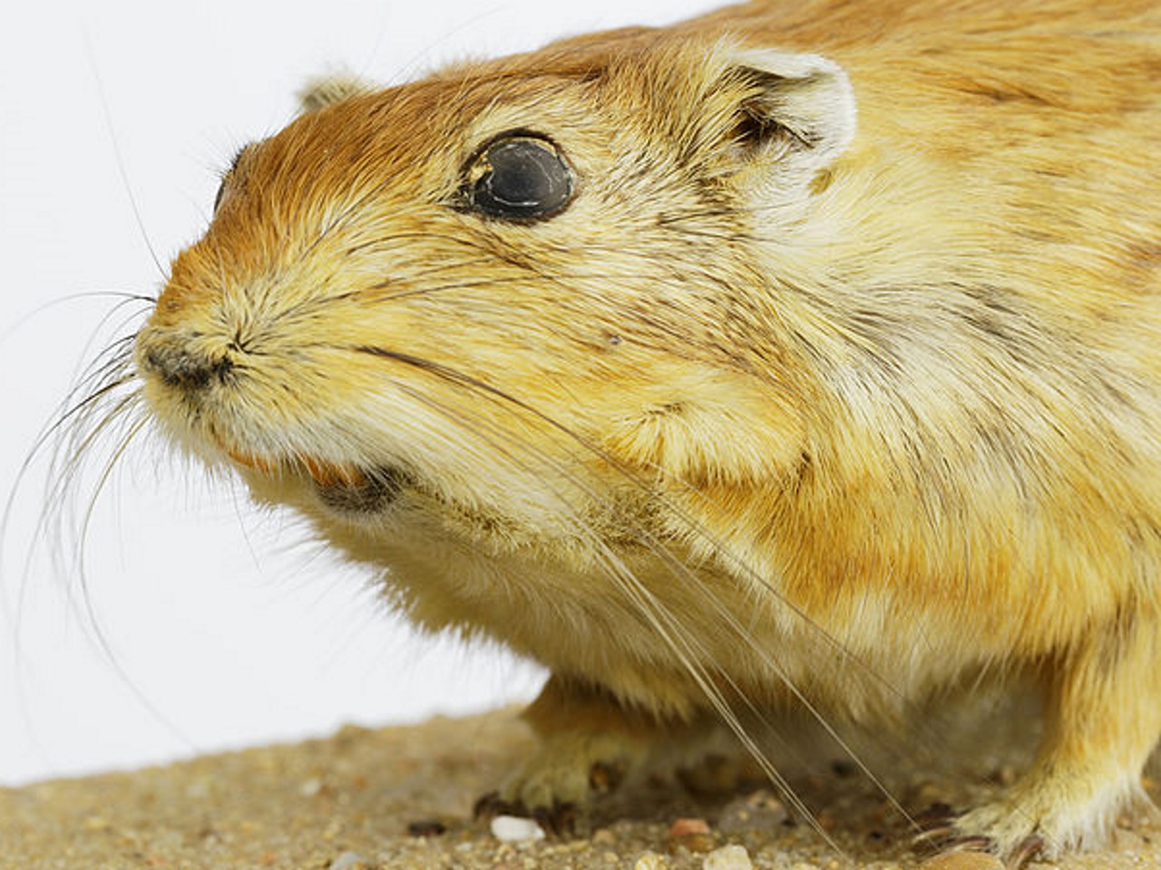De nouveaux pensionnaires au zoo de Lyon